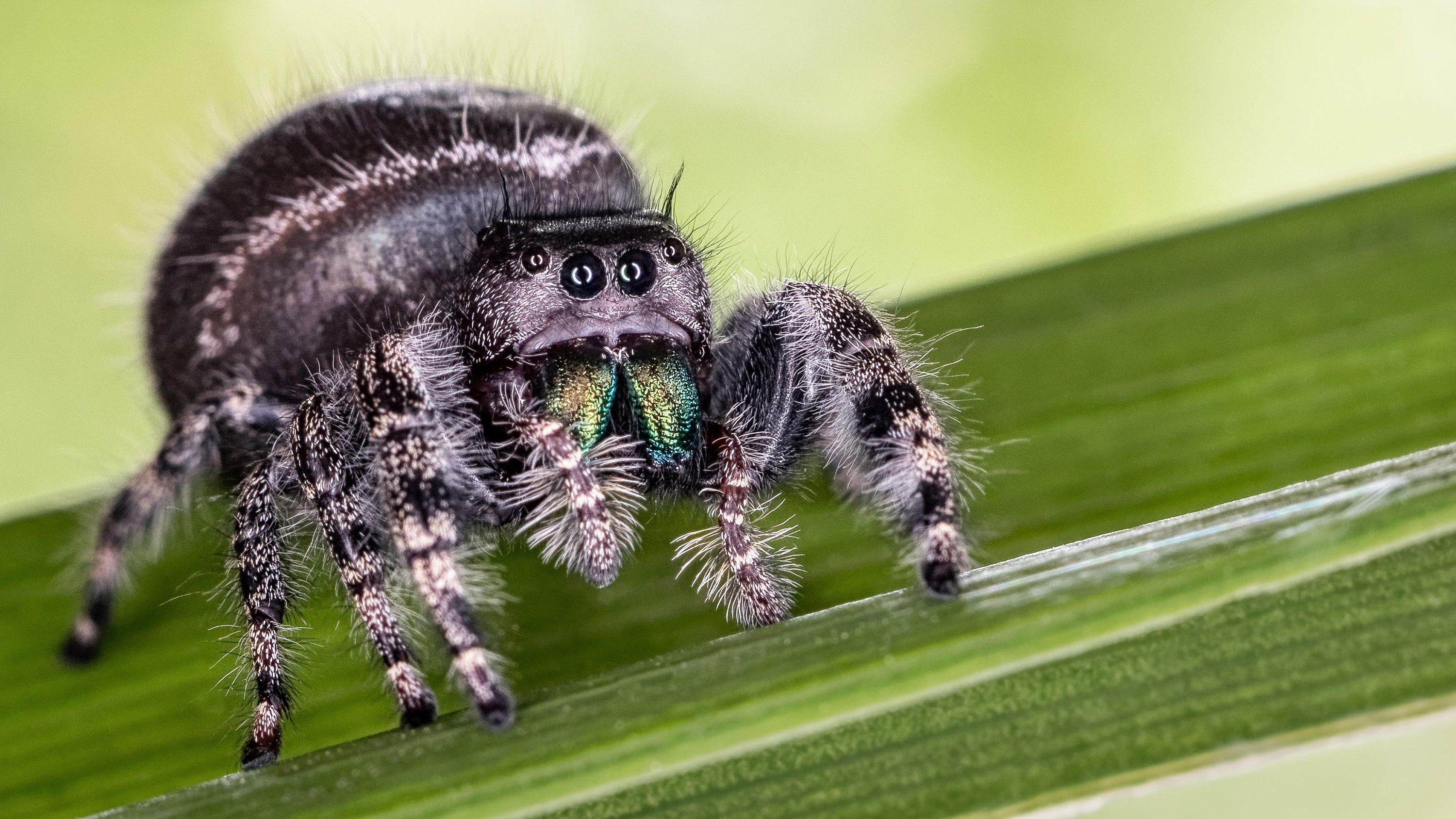 Digital Download: Bold Jumping Spider (female) Photo - Etsy