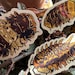 Isopod Sticker Set – Pack of 3 - Etsy