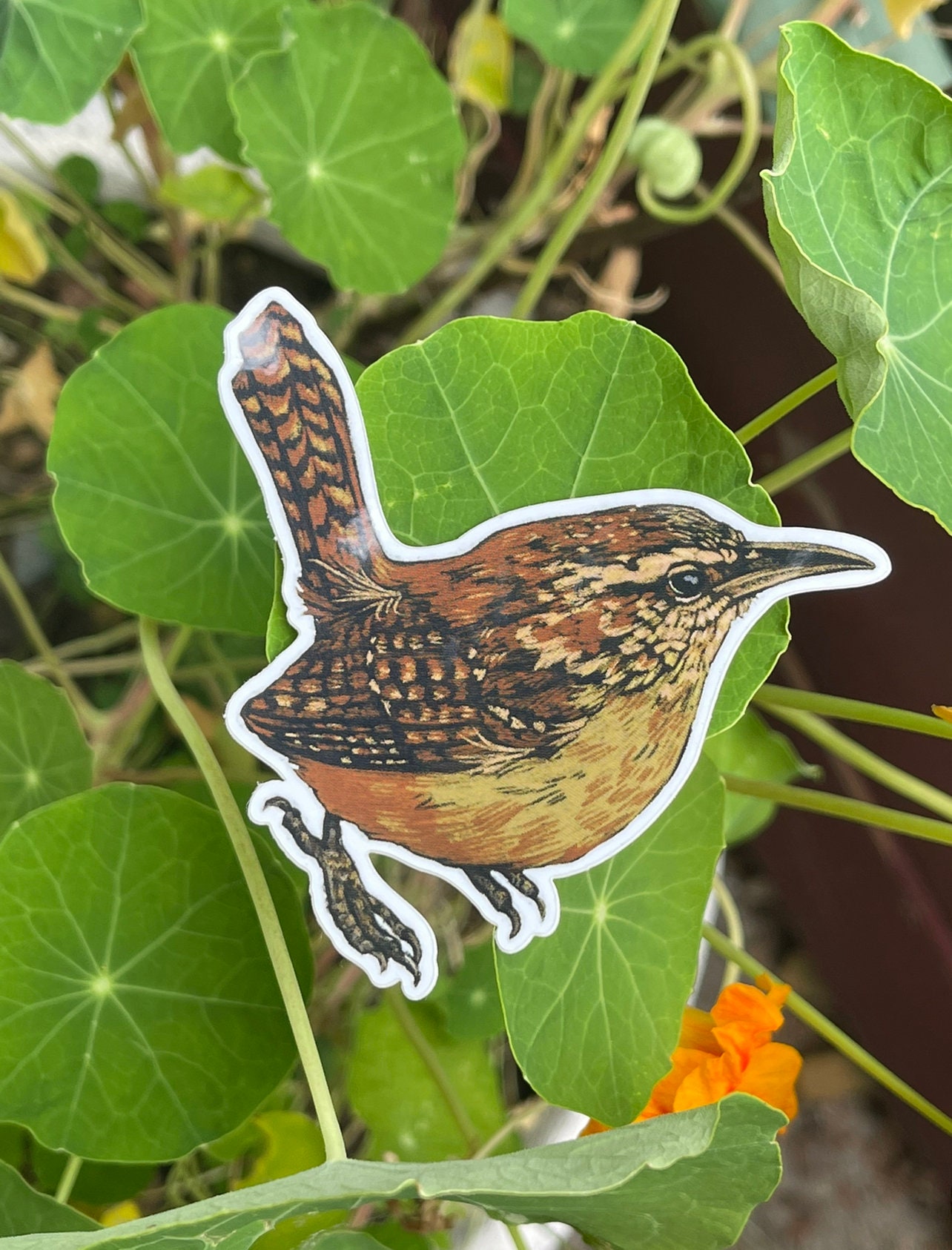 Carolina Wren Sticker - Etsy