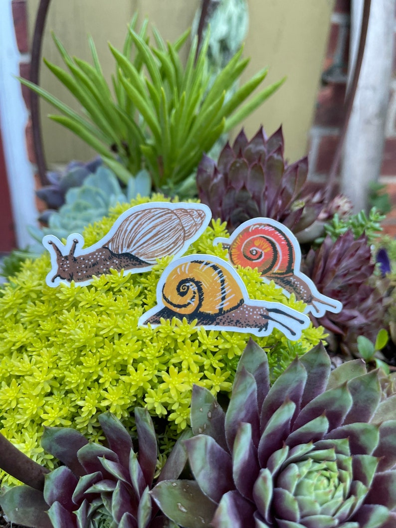 Snail Sticker Pack Set of 3 Small Vinyl Stickers - Etsy