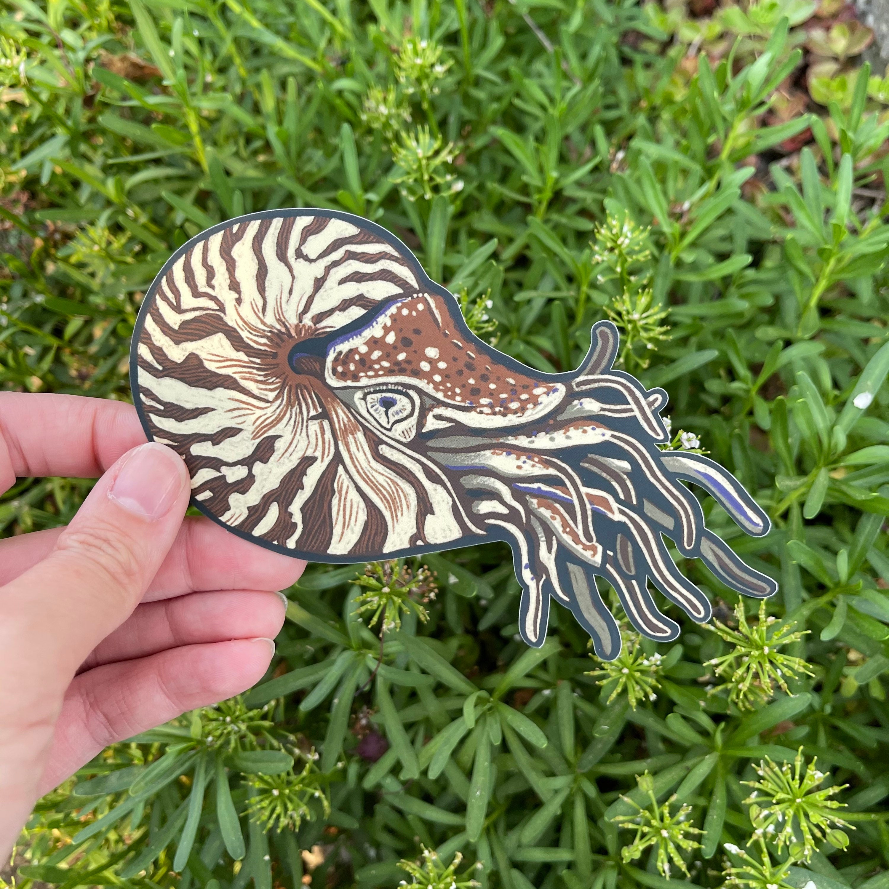 Nautilus Sticker - Etsy