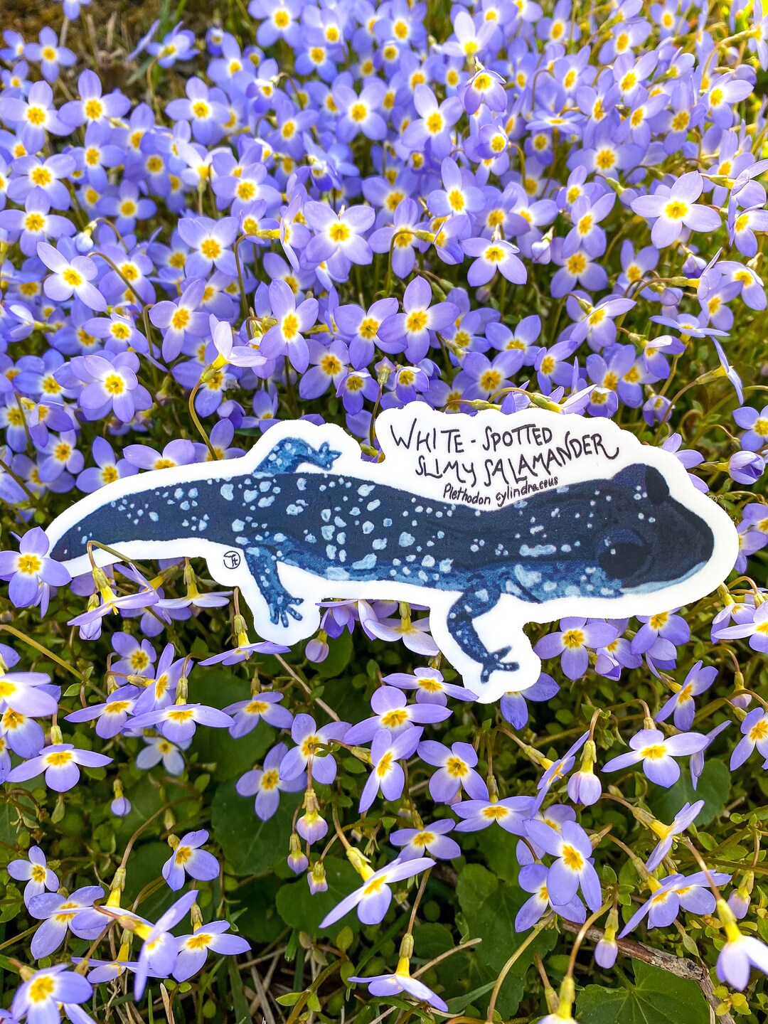 Slimy Salamander Nature Sticker - Etsy