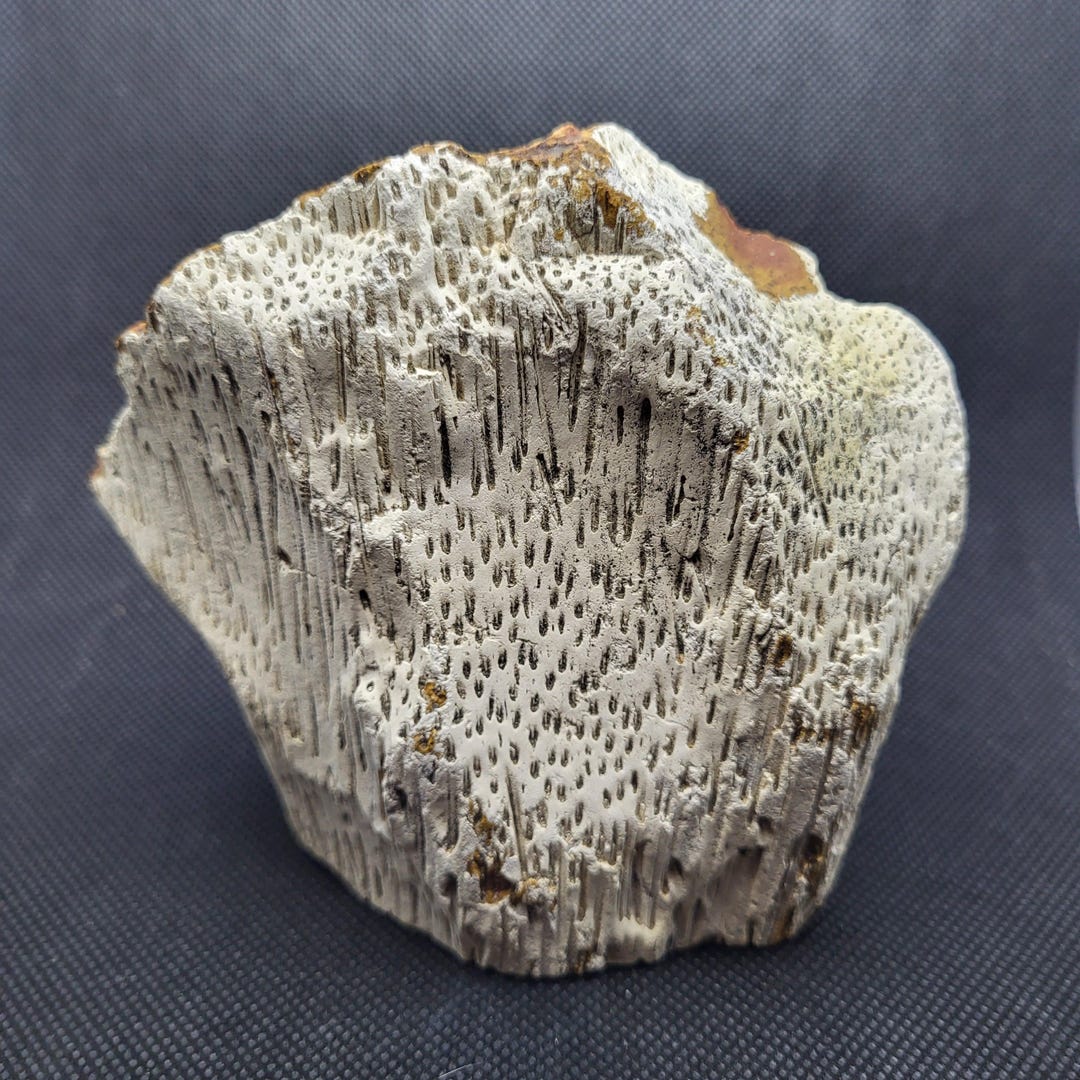 TWO Face Polished Petrified Palmwood Display Specimens, TX - Etsy