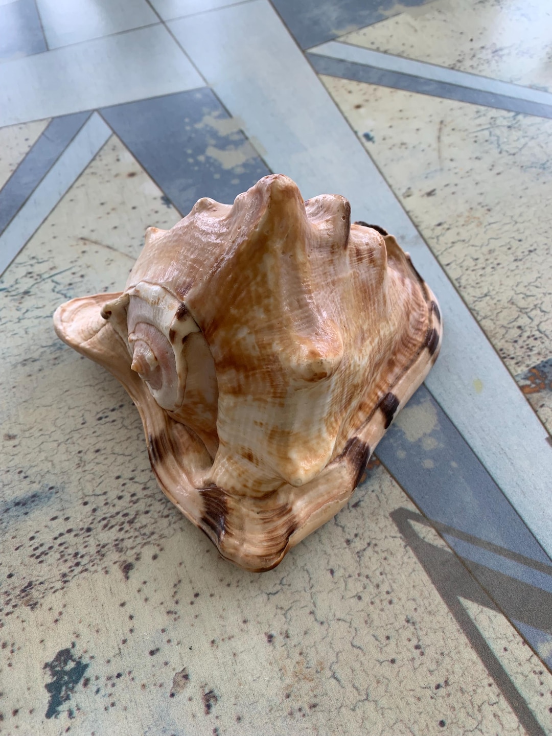 Excellent Condition!!large Natural Shell Tuberosa King Helmet Conch ...