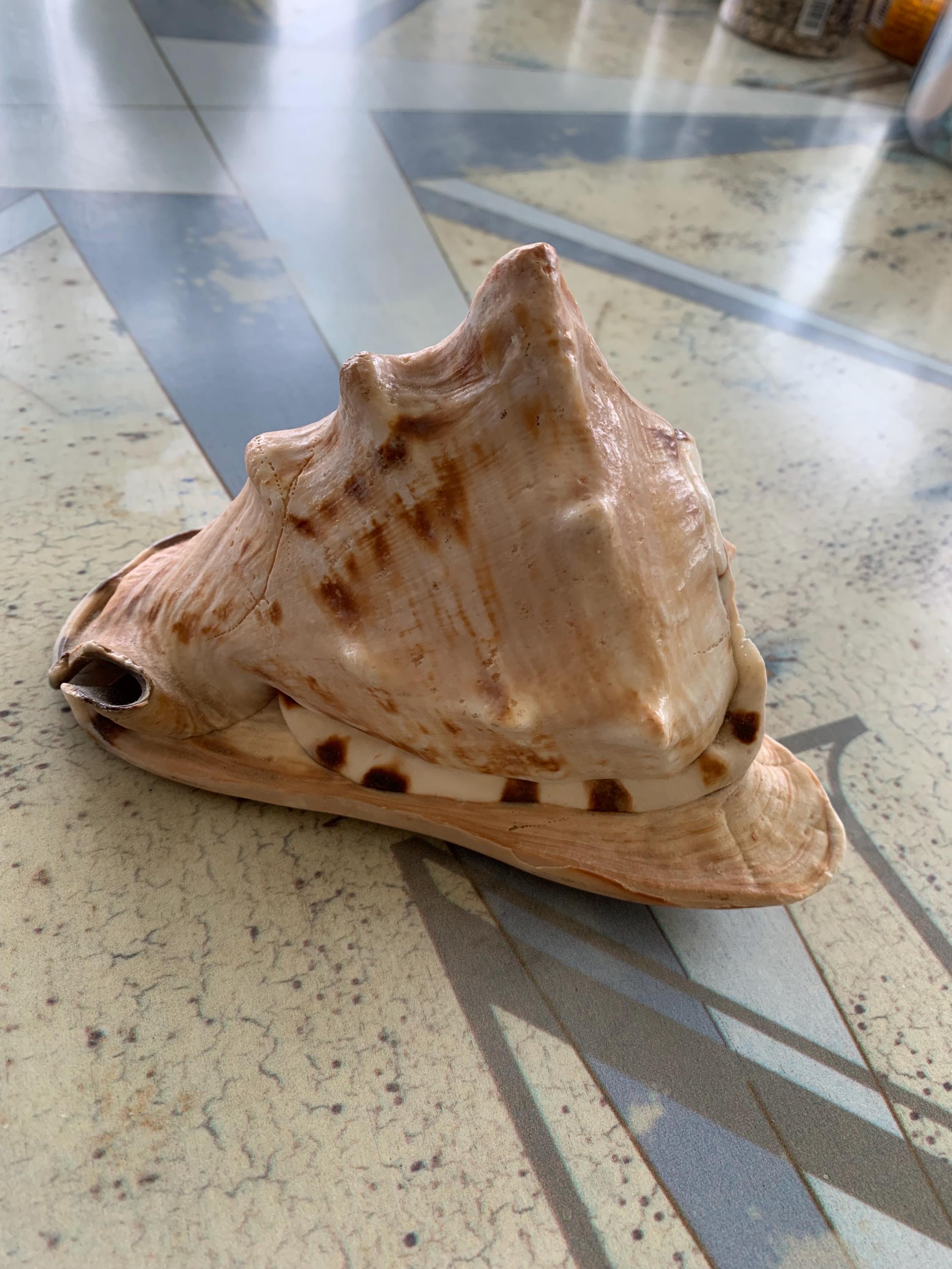 Excellent Condition!!large Natural Shell Tuberosa King Helmet Conch ...