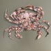 Large Crab Sea Shell Art - Etsy
