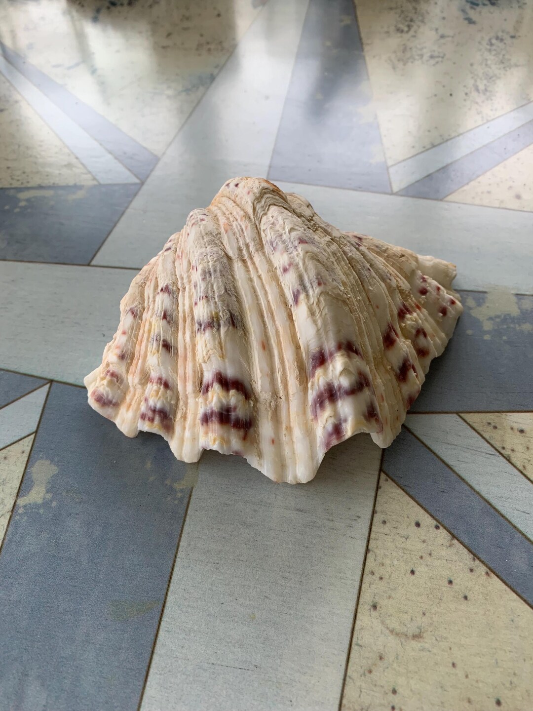 Large Bear Claw Sea Shell Beautiful!!! Excellent Condition! 6.5”x5 ...
