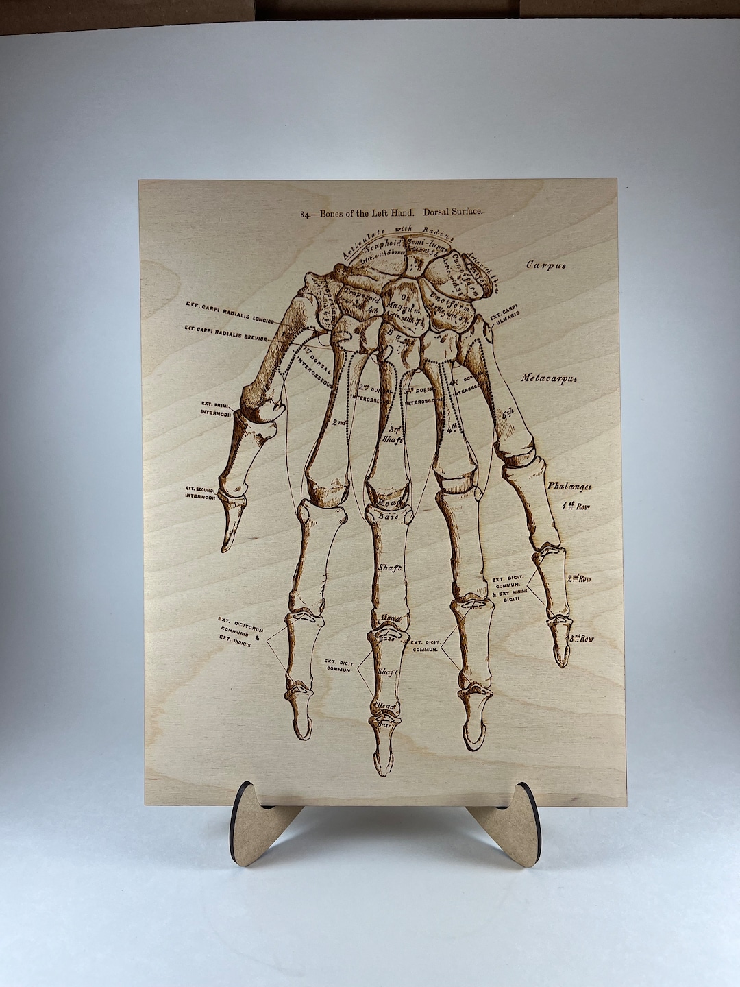 Hand Anatomy Laser-engraved Wood Print - Etsy