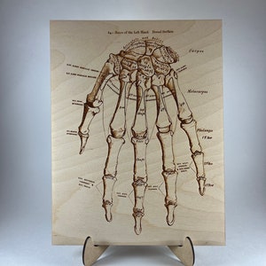 Hand Anatomy Laser-engraved Wood Print - Etsy