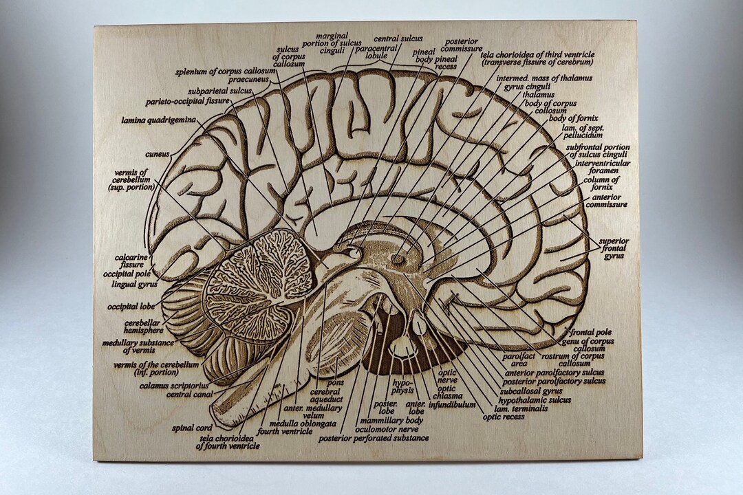 Brain Anatomy Laser-engraved Wood Print - Etsy