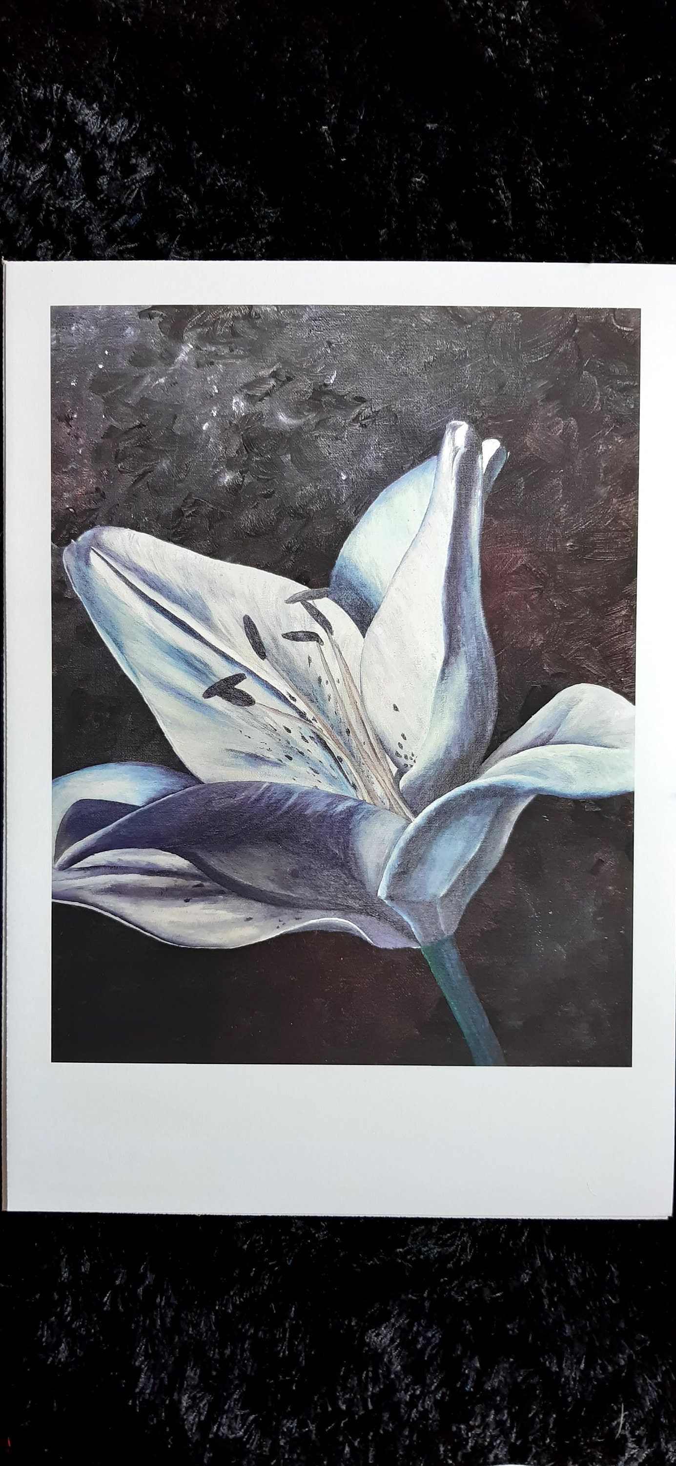 Light in the Dark - Gicle Print of a white lily from an acrylic on ...