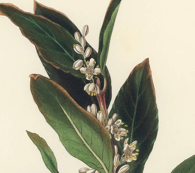 Bay Laurel laurus Nobilis Antique Plant and Herb Drawings | Etsy