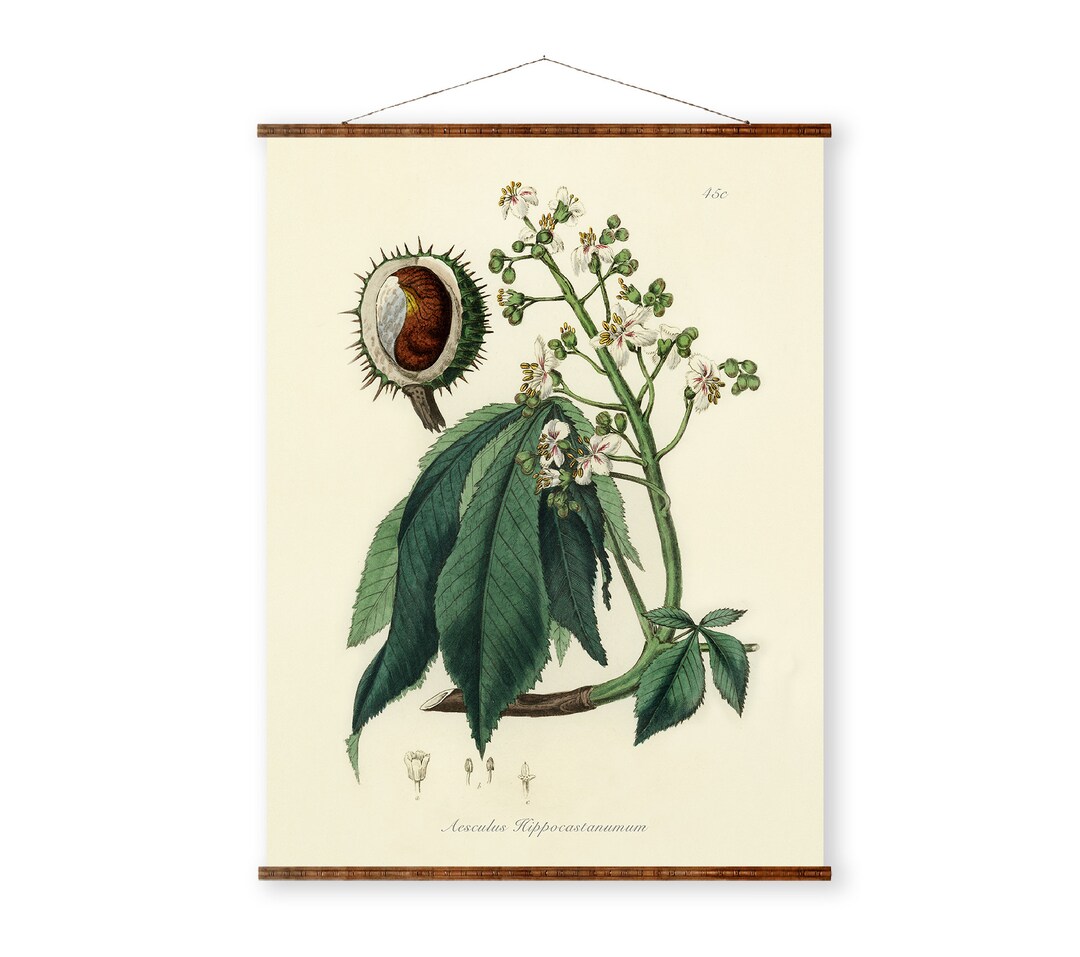 Botanical Wall Art: European Horse Chestnut - Vintage Canvas Scroll - Etsy