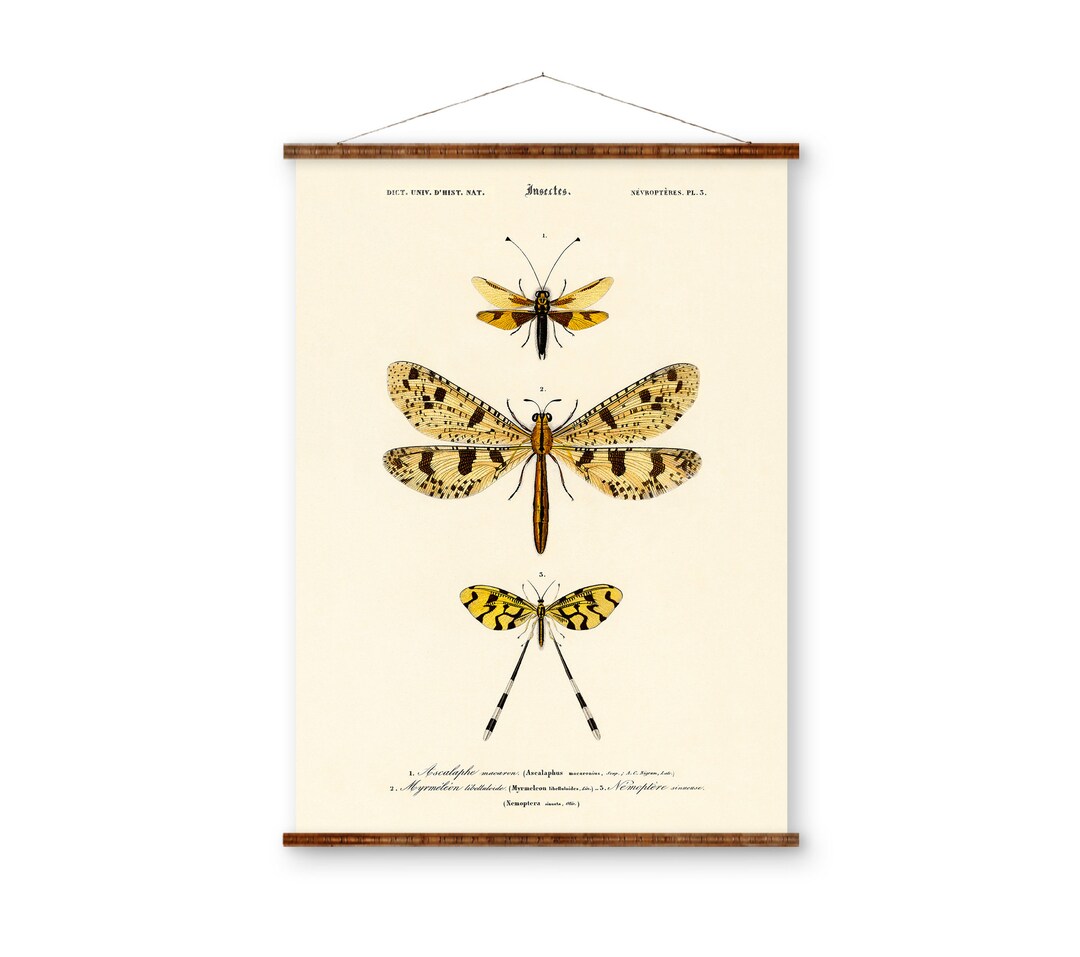 Butterfly Illustration Canvas Scroll: Vintage Dragonfly Art Print - Etsy