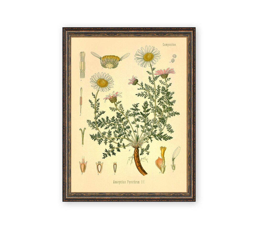 Daisy Botanical Print: Vintage Medical Flower Art Reproduction - Etsy