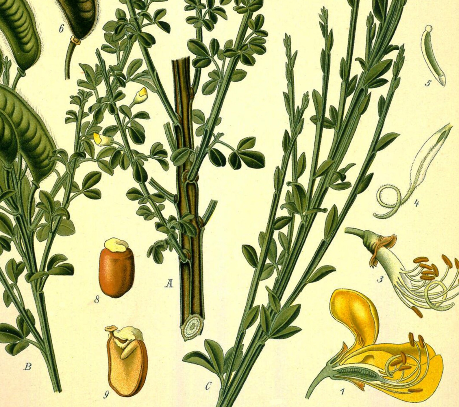 Papilionaceae Botanical Print - Antique Style Canvas Scroll - Etsy
