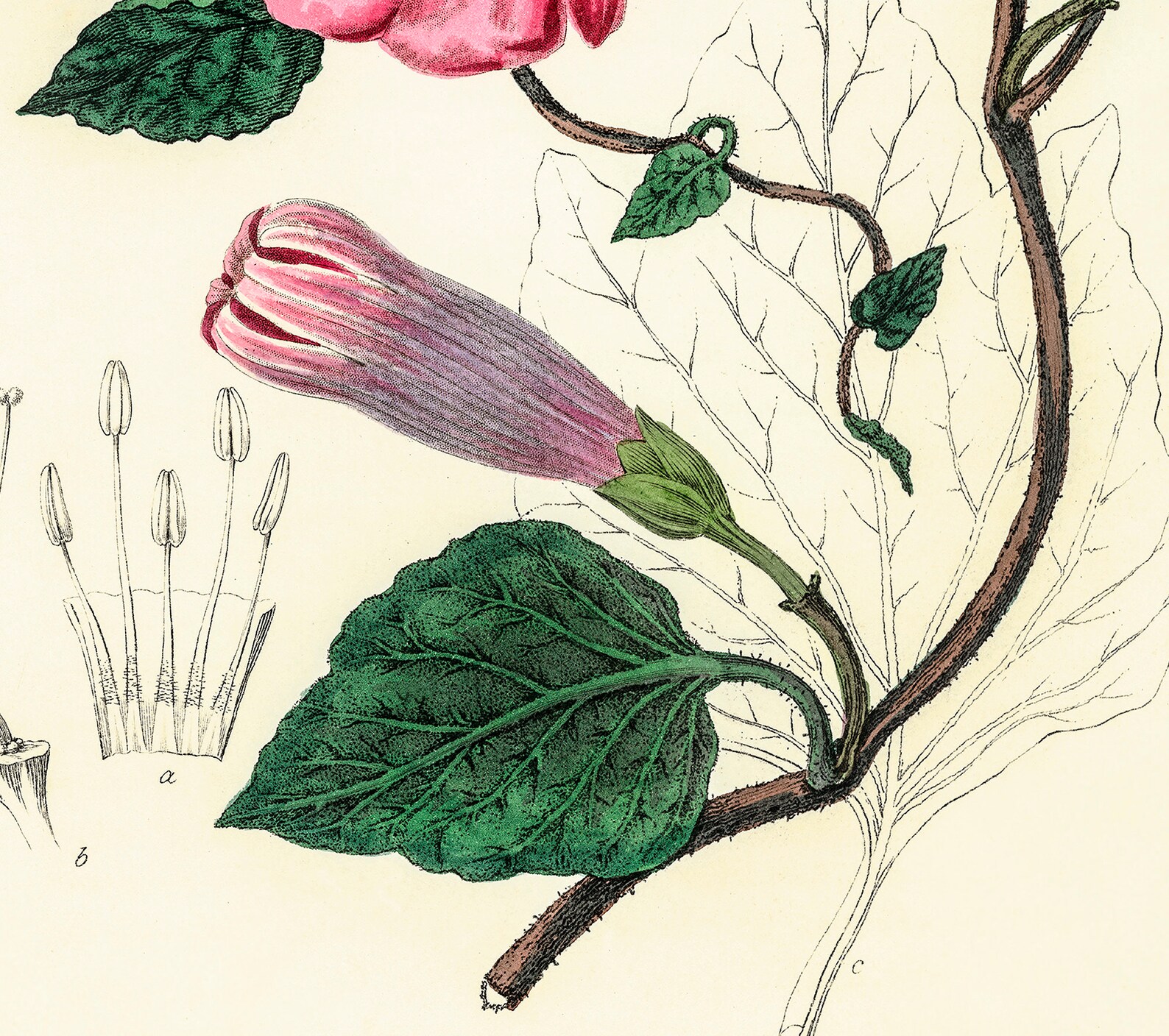 Jalap Botanical Canvas Scroll - Antique Pink Flower Art - Etsy