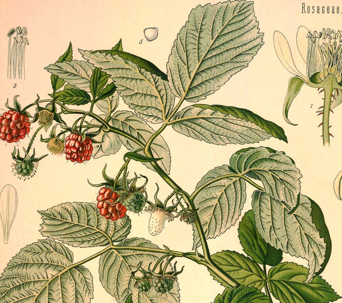 Raspberry Rubus Idaeus Vintage Medical Botanicals Antique | Etsy