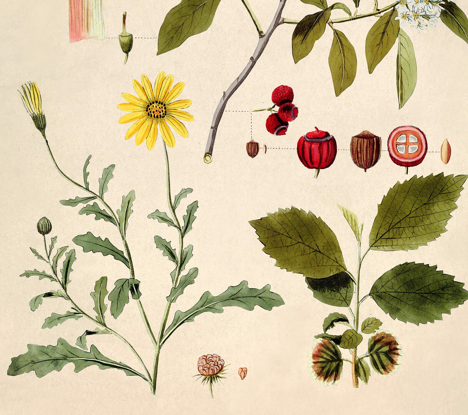 Calendula Botanical Illustration Art Ready to Hang Antique - Etsy