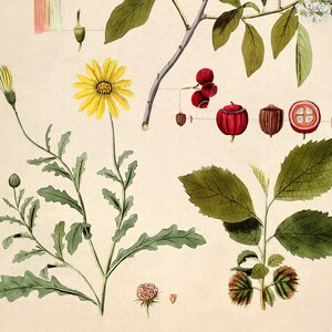 Calendula Botanical Illustration Art Ready to Hang Antique Wall Decor ...