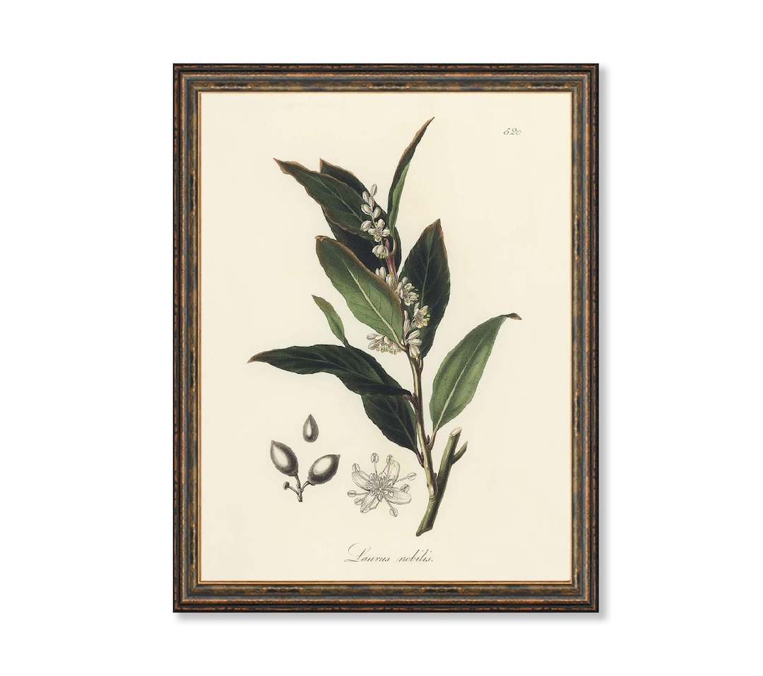 Bay Laurel Botanical Print - Vintage Herb Illustration for Kitchen - Etsy