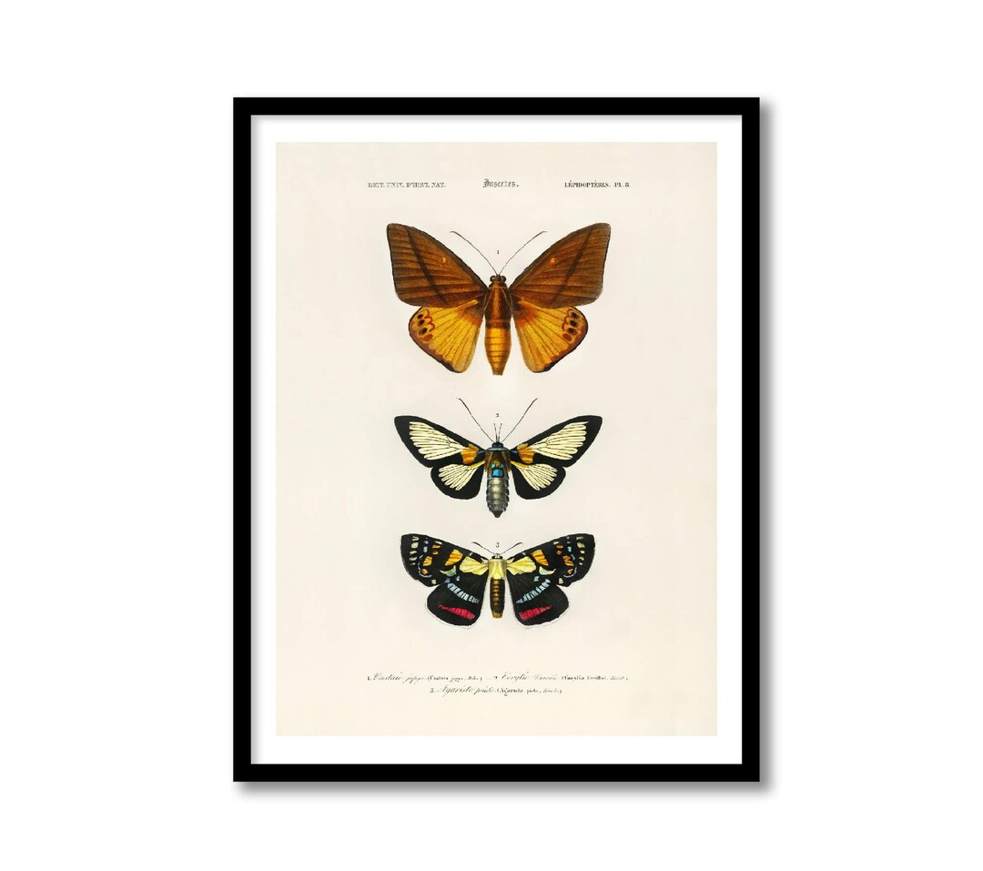 Butterfly Chart Plate 8 Illustration Art Decorative Wall Print Poster ...