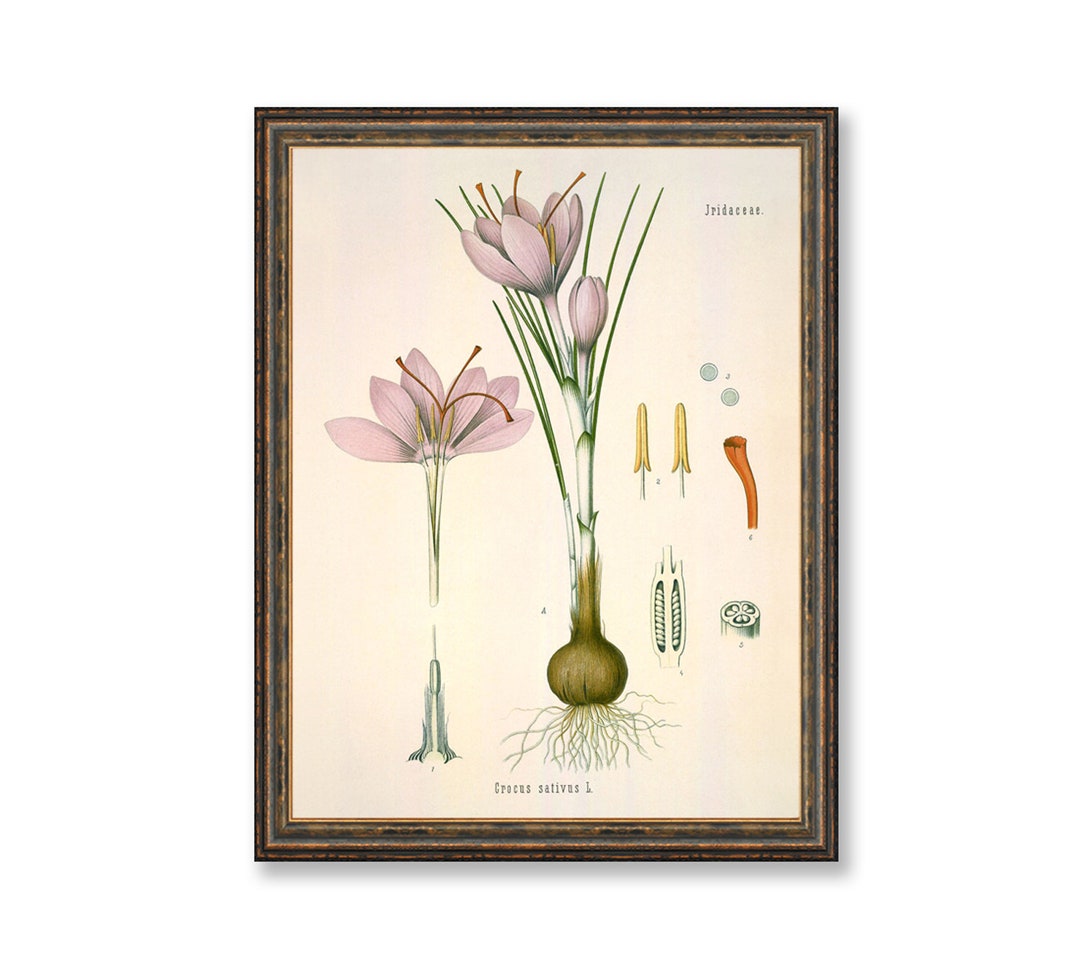 Saffron Crocus Sativus Vintage Medical Botanicals Antique Plant and ...