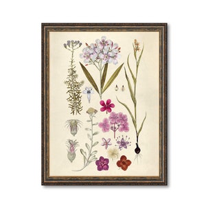 Oleander Botanical Illustration Art Decorative Wall Print - Etsy