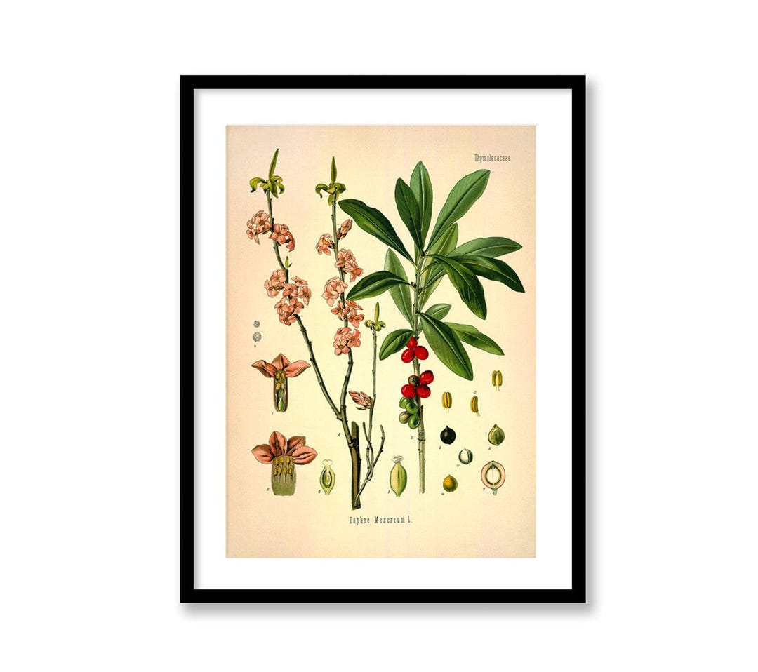 Paradise Plant Drawing - Daphne Mezereum Vintage Medical Botanicals ...