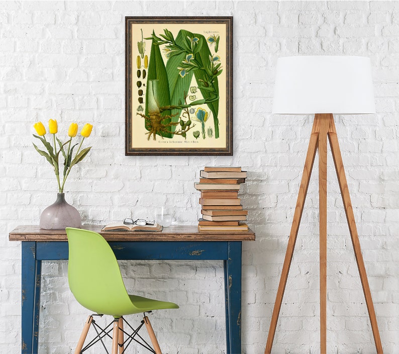 Elettaria Cardamomum Botanical Antique Plant and Herb Drawings - Etsy