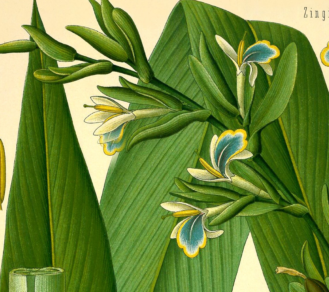 Elettaria Cardamomum Botanical Antique Plant and Herb Drawings - Etsy