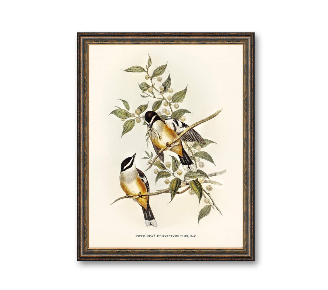 Buff-sided Robin Bird Illustration Art Decorative Wall Print Poster ...