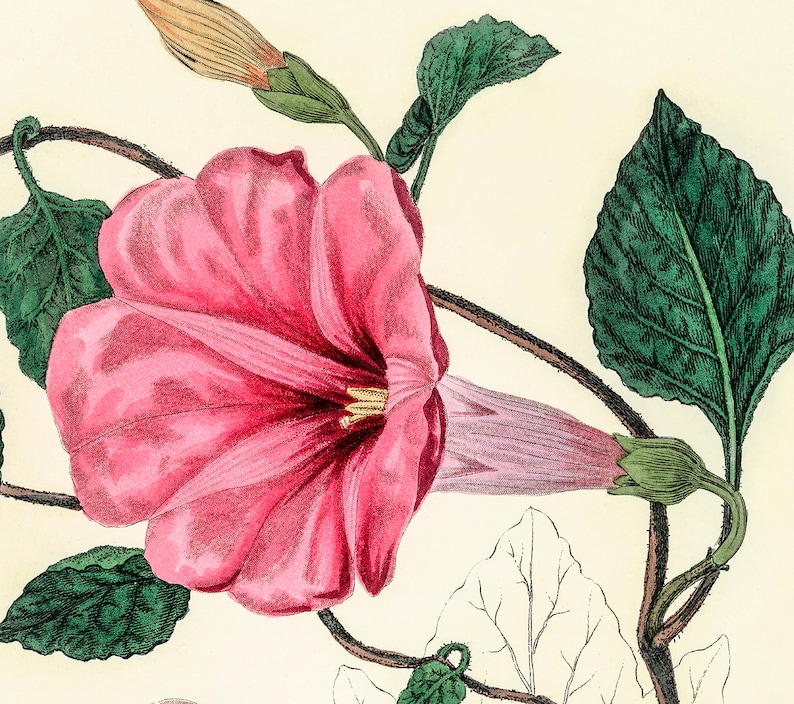 Jalap Botanical Canvas Scroll - Antique Pink Flower Art - Etsy