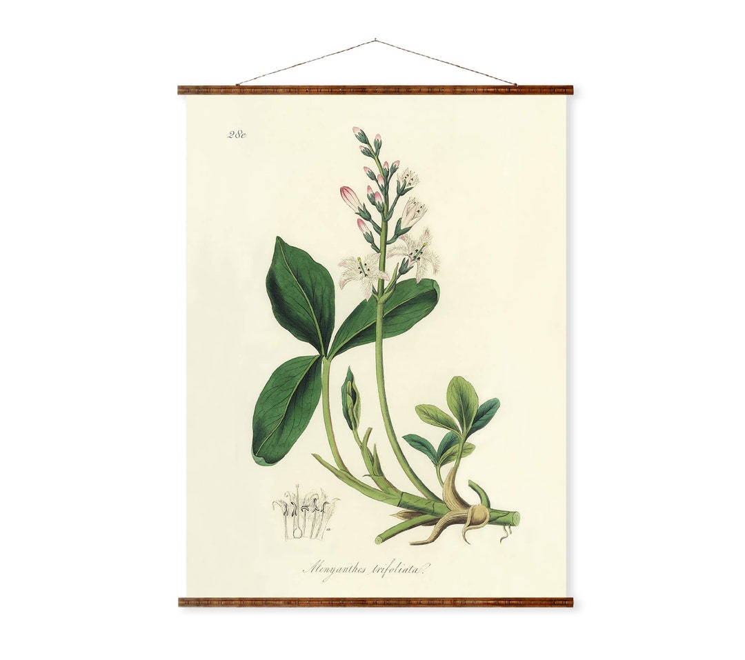 Bogbean Vintage Botanical Canvas Scroll: Antique Plant Art - Etsy