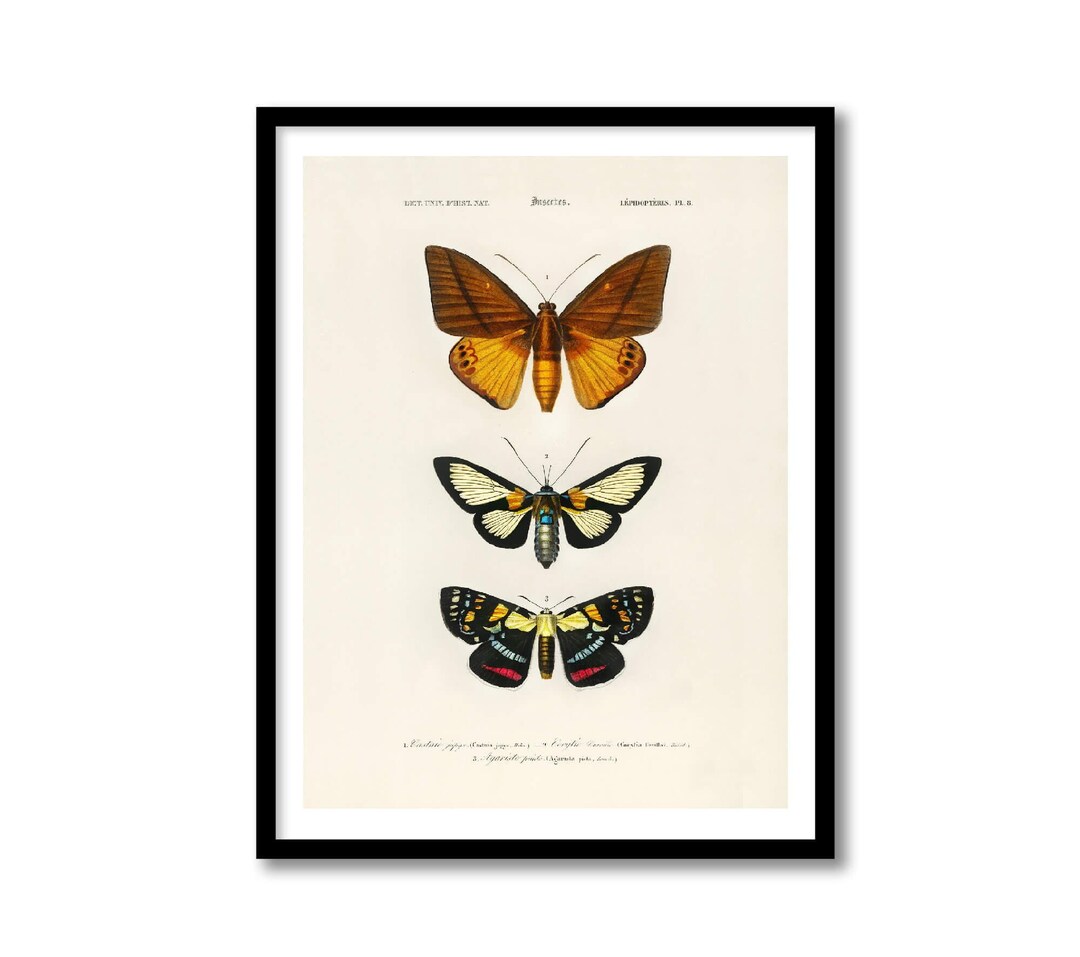 Butterfly Wall Art Print - Vintage Science Chart Decor - Etsy