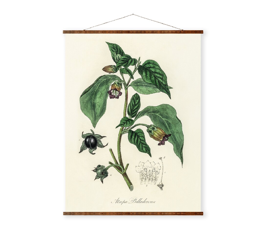 Deadly Nightshade Canvas Scroll: Vintage Botanical Wall Art - Etsy