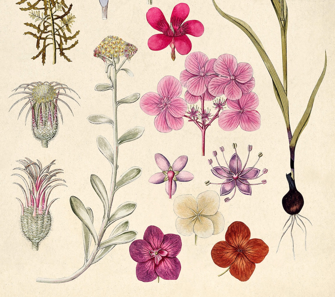 Oleander Botanical Illustration Art Decorative Wall Print - Etsy