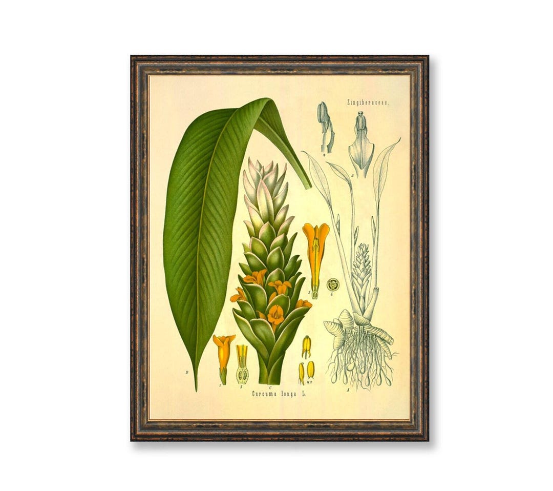 Botanical Wall Art: Antique Turmeric Plant Drawing - Vintage Decor - Etsy