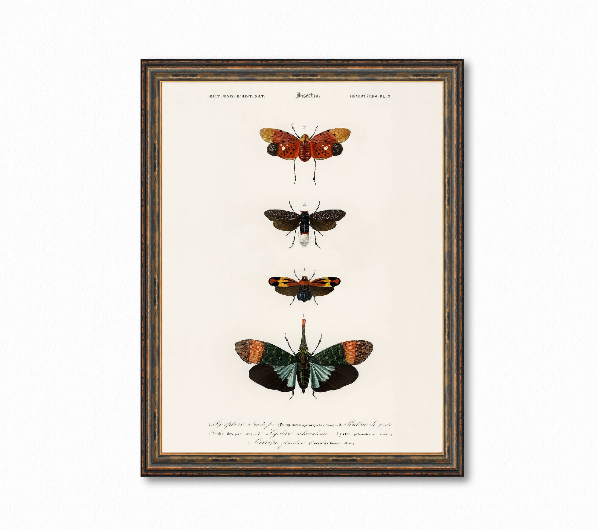 Vintage Butterfly Chart Plate 5 Illustration Decorative Wall - Etsy