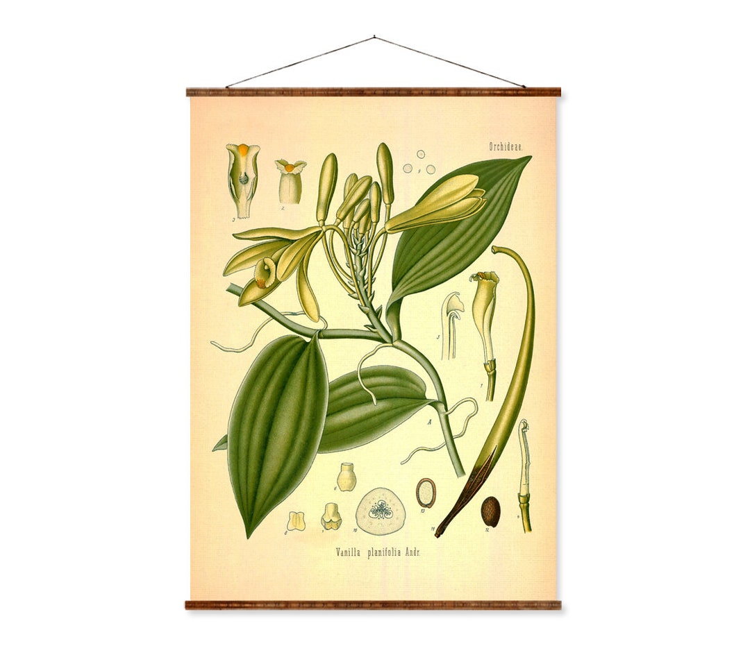 Vintage Vanilla Wall Art: Antique Botanical Scroll - Ready to Hang - Etsy