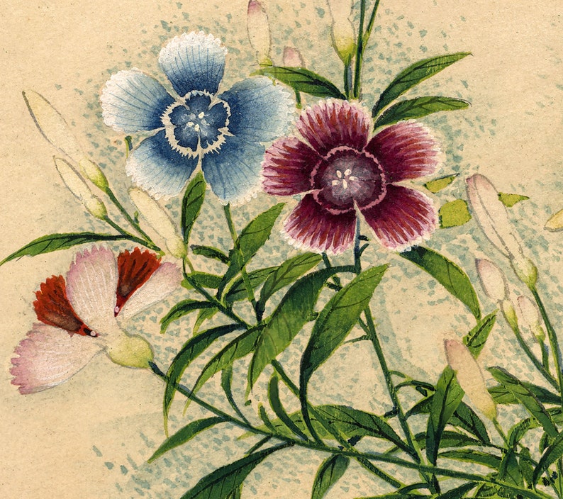 Pinks Flower Illustration: 18th Century Botanical Art Canvas Scroll - Etsy