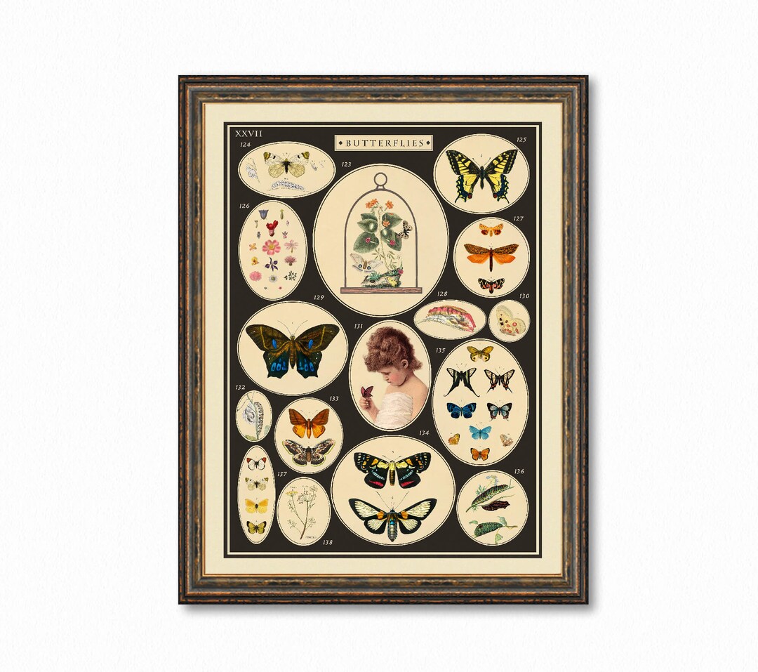 Vintage Butterfly Science Chart Art Decorative Wall Print Poster ...