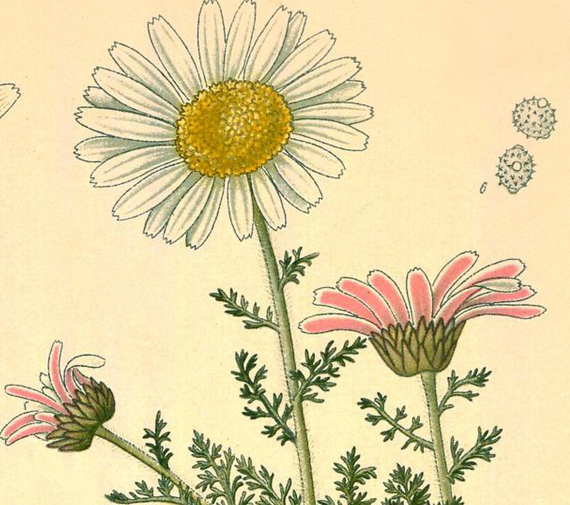 Daisy Botanical Print: Vintage Medical Flower Art Reproduction - Etsy