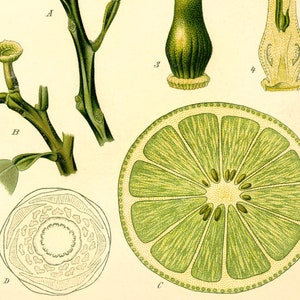 Lime Citrus Bergamia Risso Vintage Medical Botanicals Plant and Herb ...