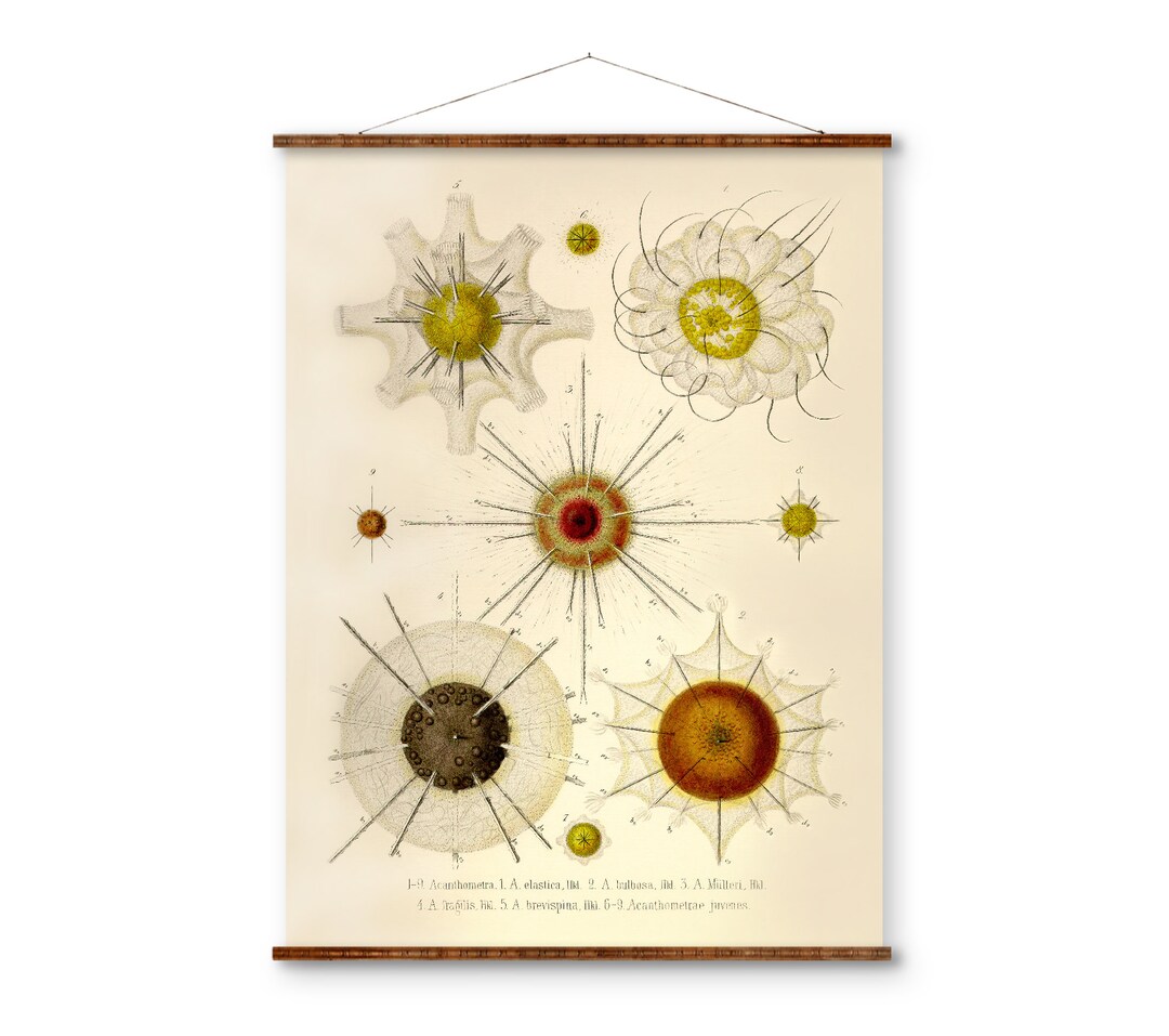 Acanthometra Vintage Poster on Canvas Ernst Haeckel Illustration Art ...