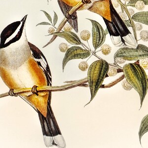 Buff-sided Robin Bird Illustration on Canvas Ready to Hang Decorative ...