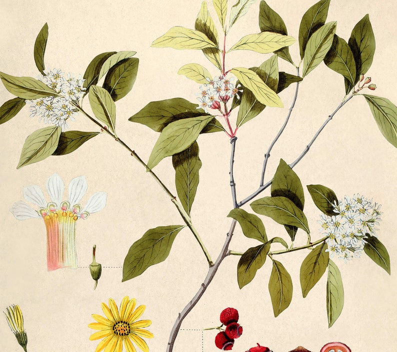 Calendula Botanical Illustration Art Ready to Hang Antique - Etsy