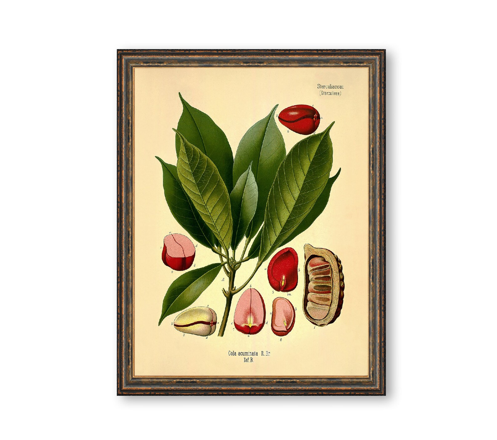 Cola Acuminata Medical Botanical Antique Plant and Herb - Etsy