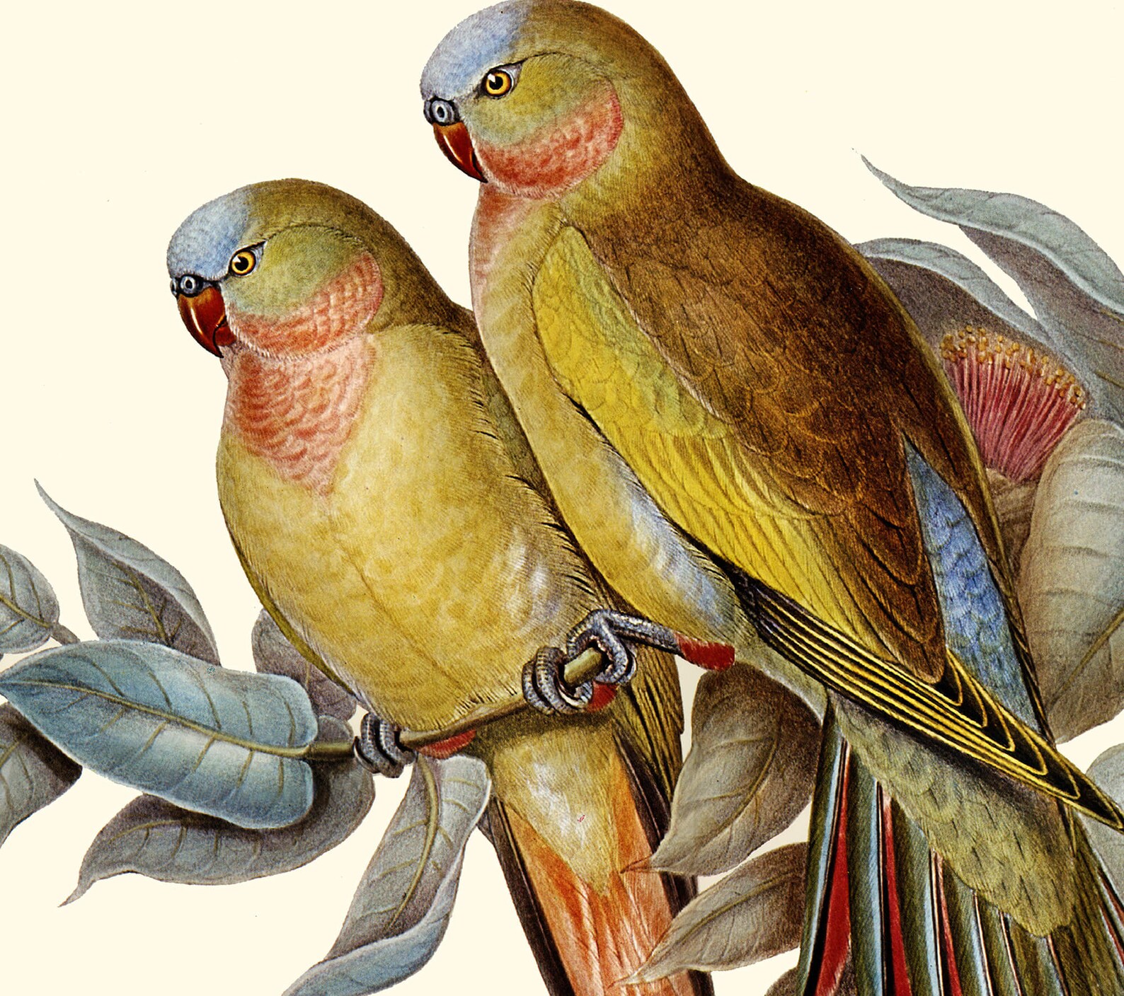 The Princess of Wales's Parakeet Bird Illustration Art - Etsy