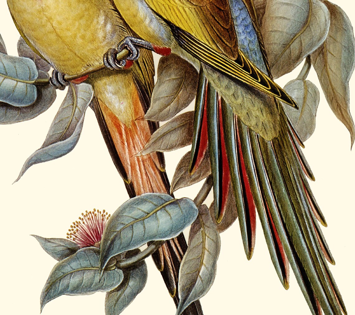 The Princess of Wales's Parakeet Bird Illustration Art - Etsy